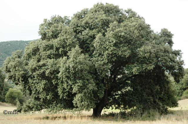 Chêne vert :: Mon herbier corse en images