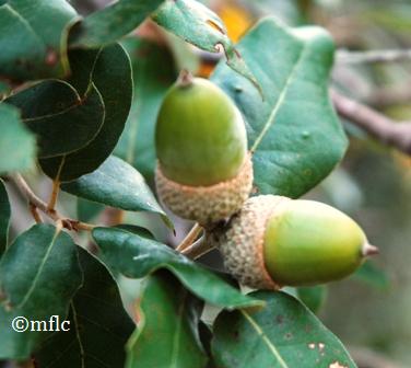 Chêne vert :: Mon herbier corse en images