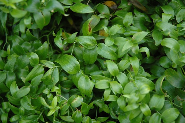 Asperge à feuilles de myrte :: Mon herbier corse en images