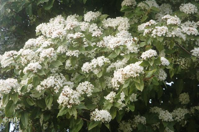 Laurier-tin :: Mon herbier corse en images