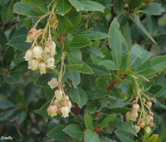 Arbousier :: Mon herbier corse en images