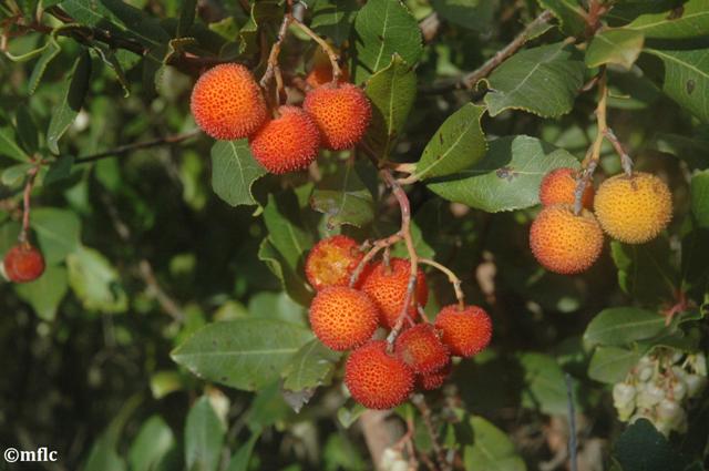 Arbousier :: Mon herbier corse en images