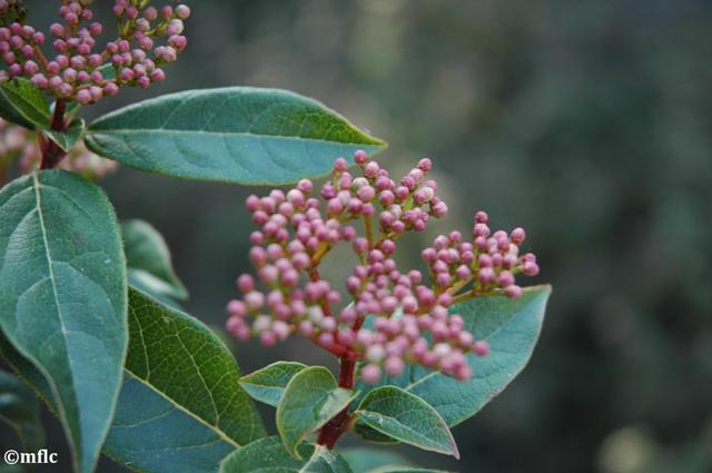 Laurier-tin :: Mon herbier corse en images