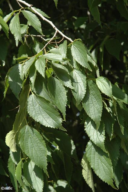 Micocoulier :: Mon herbier corse en images