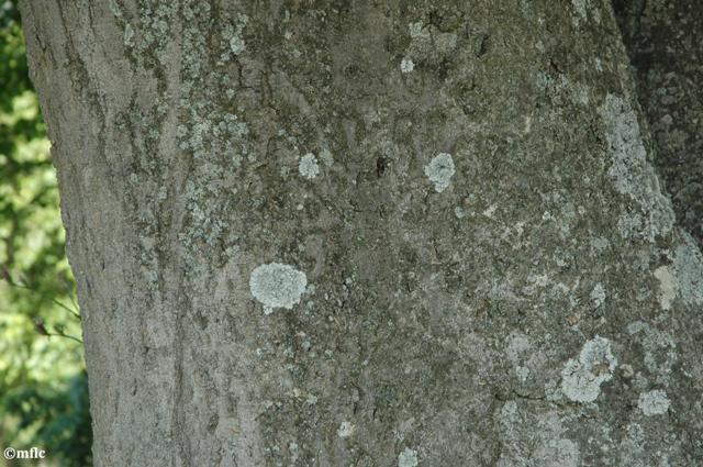 Micocoulier :: Mon herbier corse en images