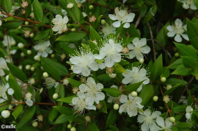 Myrte :: Mon herbier corse en images