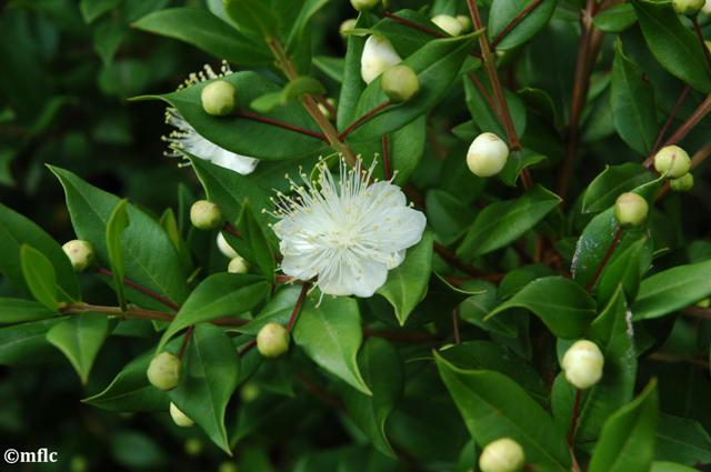 Myrte :: Mon herbier corse en images