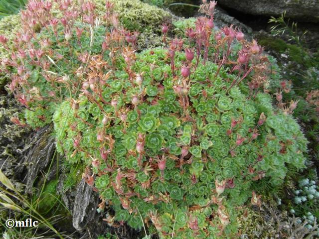 Saxifrage paniculée :: Mon herbier corse en images