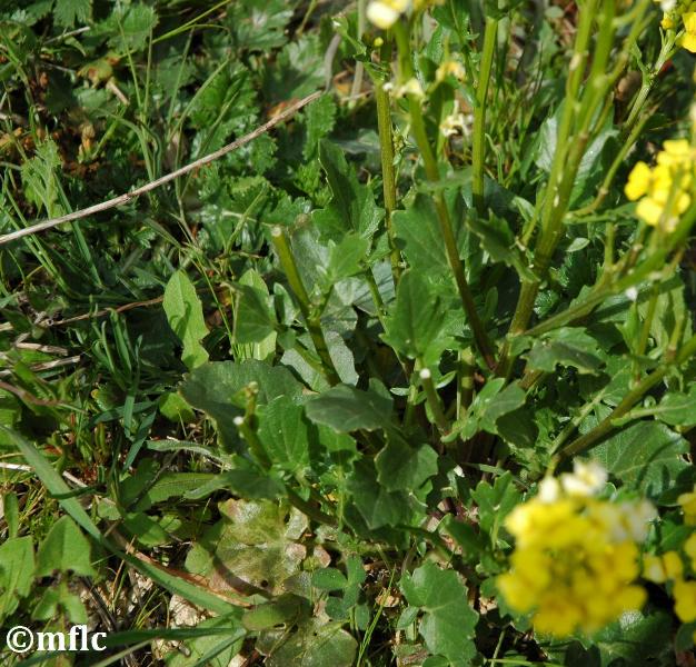Barbarée commune :: Mon herbier corse en images